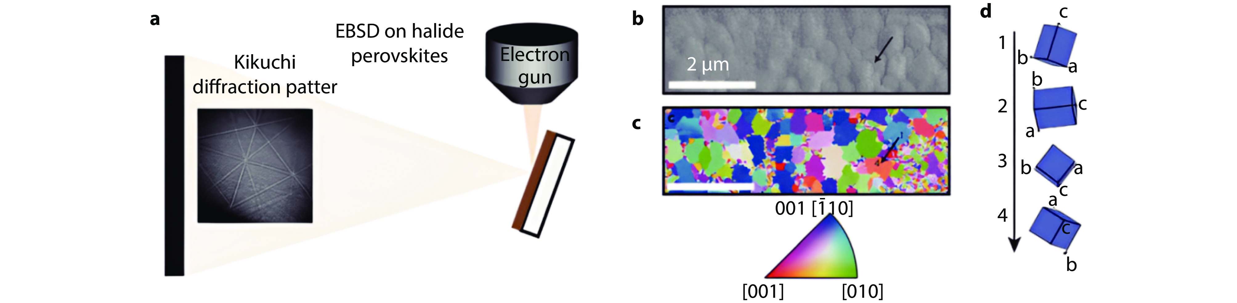 Strain management in perovskite solar cells