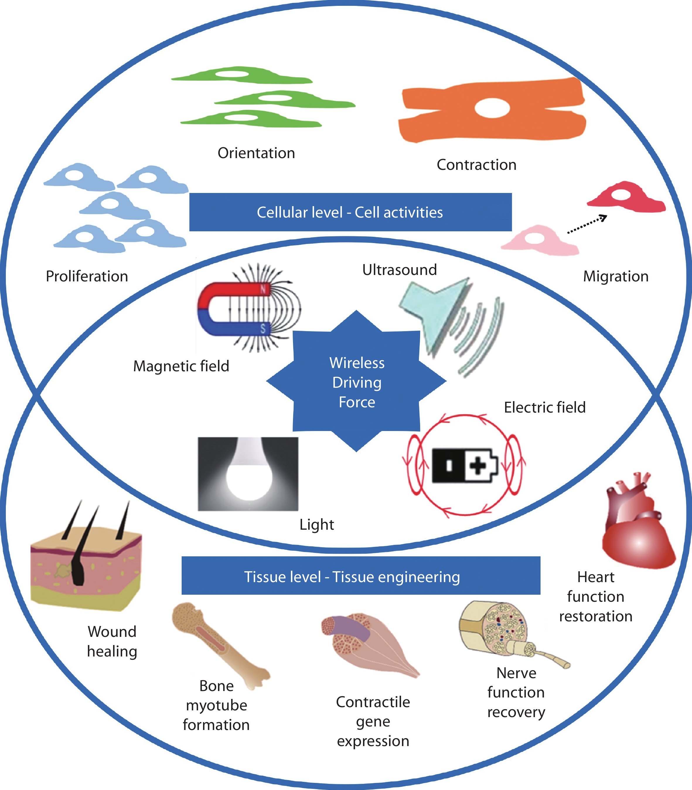 The promises and future directions of wireless stimulation in ...